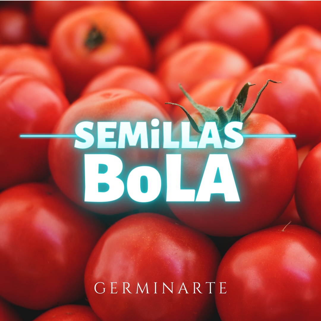 Semilla Tomate bola – Germinartemex