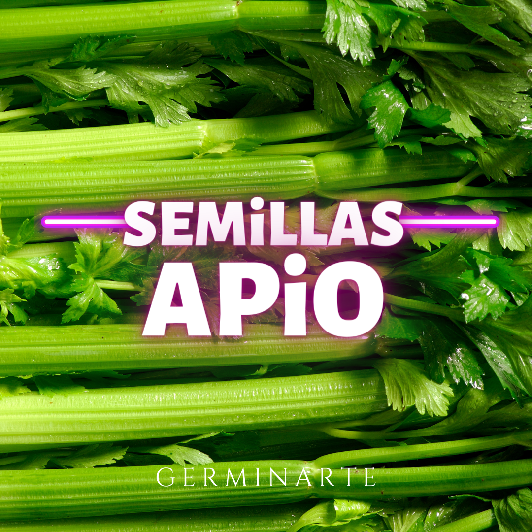 Semilla Apio – Germinartemex